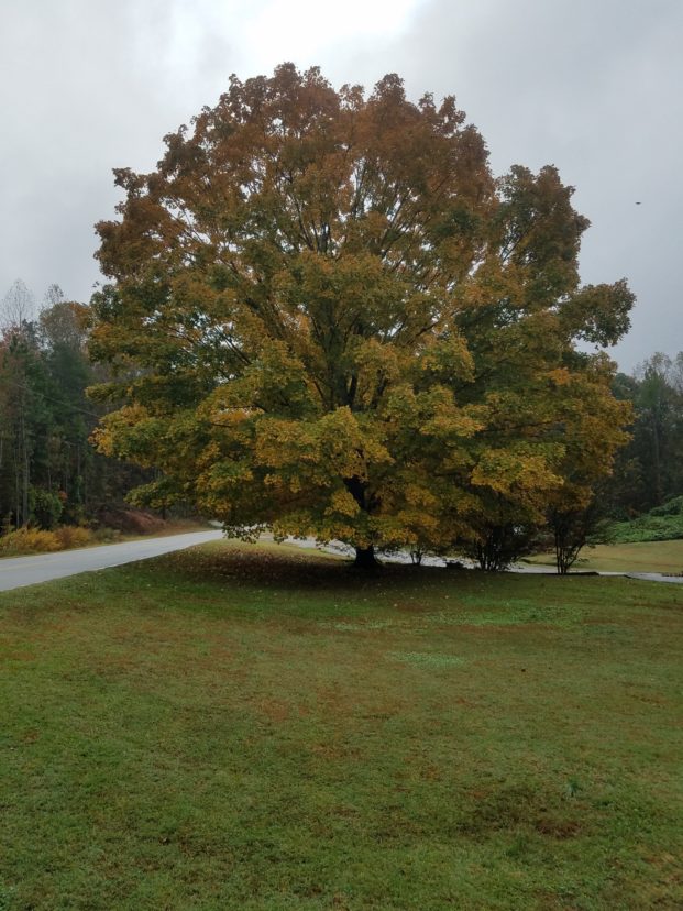 Leave the Leaves Revisited | Home & Garden Information Center
