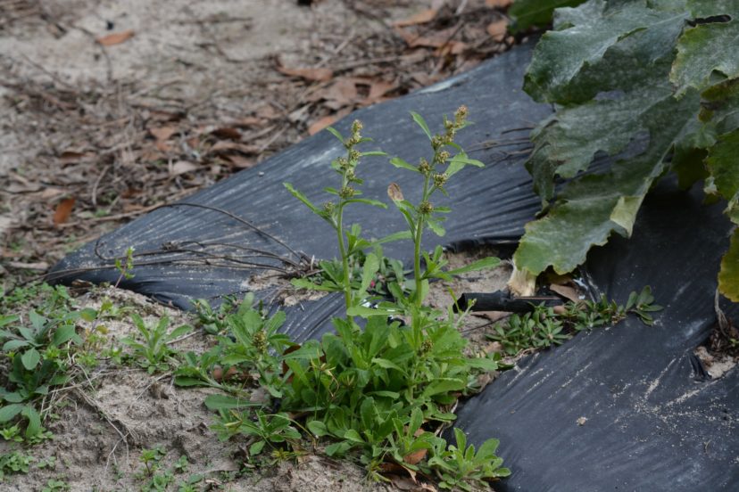 What Is It? Wednesday – Cudweed | Home & Garden Information Center