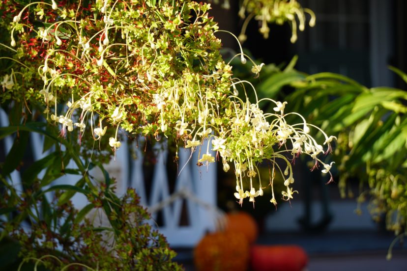 November 07 Week 1 Garden Photos | Home & Garden Information Center