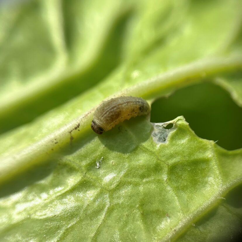 What is It? Wednesday – Yellowmargin Leaf Beetle and Vegetable Weevil ...