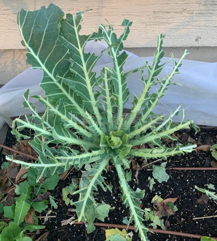 What Is It? Wednesday – Collard Damage | Home & Garden Information Center