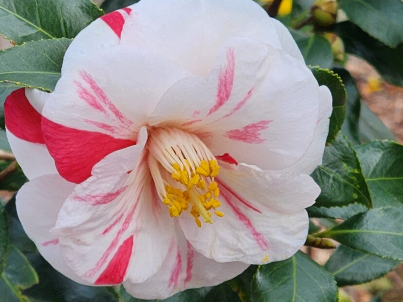February 21 Week 3 Garden Photos | Home & Garden Information Center