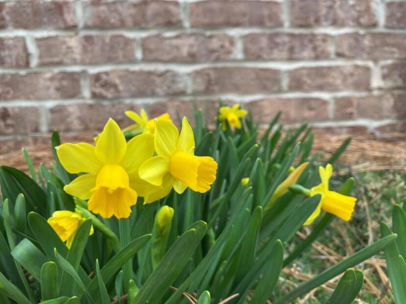 Caring for Spring-blooming Bulbs | Home & Garden Information Center