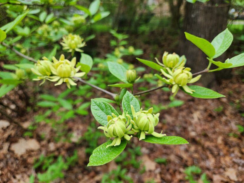 April 17 Week 3 Garden Photos | Home & Garden Information Center