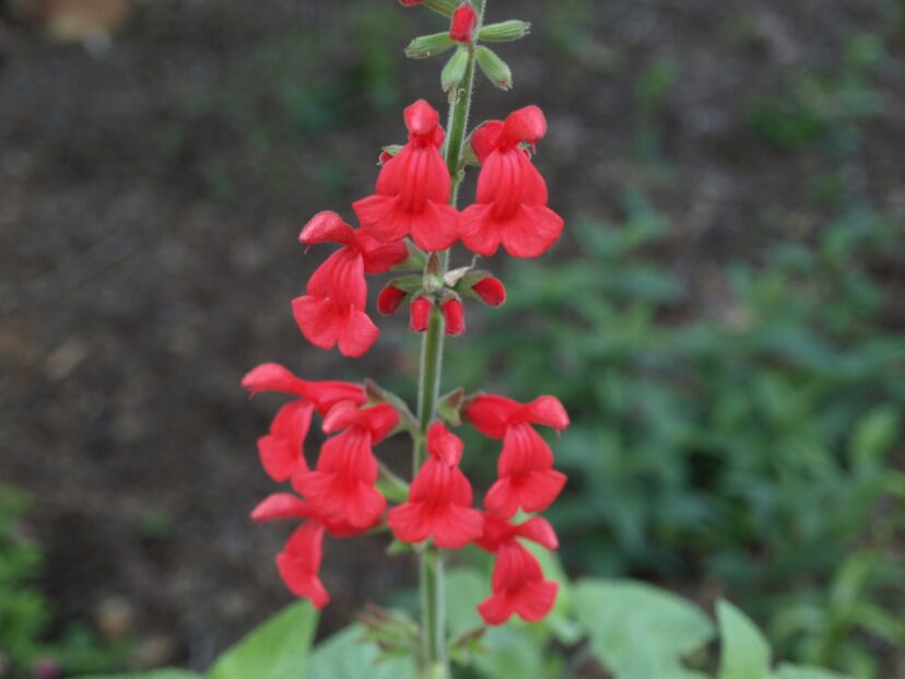 Hummingbird Favorite: Salvia | Home & Garden Information Center