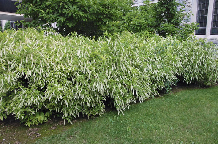 Sweet on Virginia Sweetspire | Home & Garden Information Center