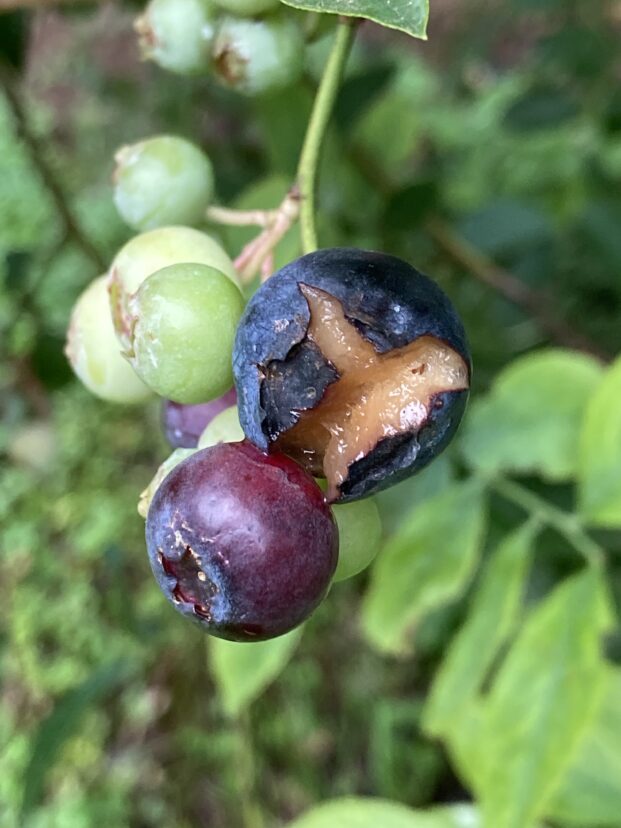 What Is It? Wednesday – Blueberry Splits | Home & Garden Information Center
