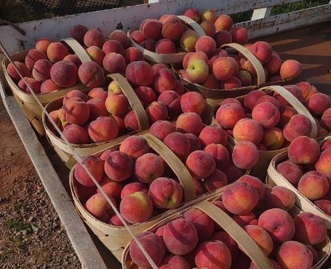 SC Fruit and Vegetable Field Report – June 19, 2023 | Home & Garden ...