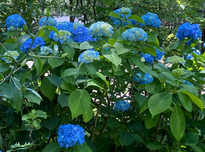 Hydrangea Hysteria | Home & Garden Information Center