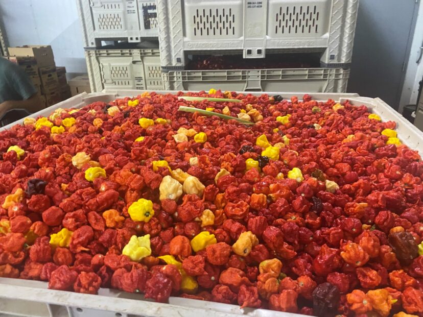 SC Fruit and Vegetable Field Report – August 28, 2023 | Home & Garden ...