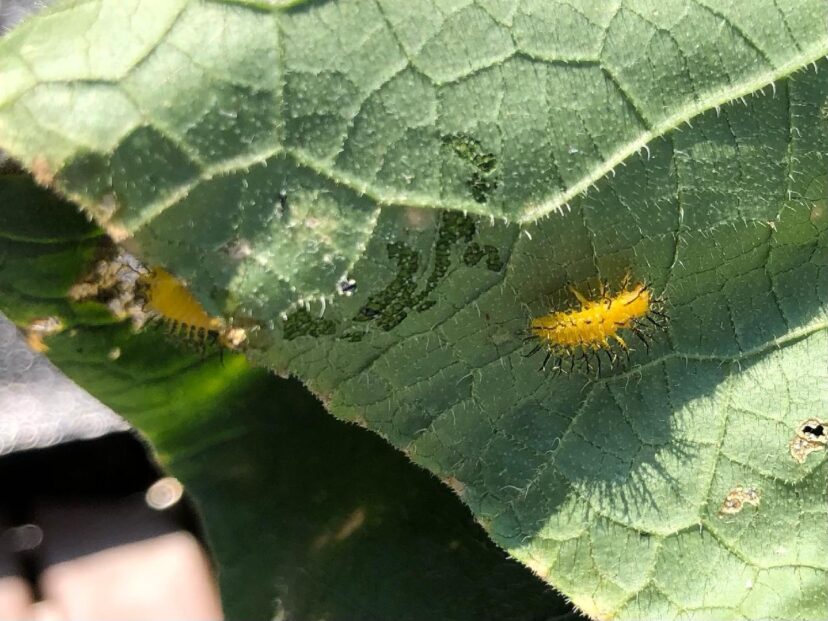 What Is It? Wednesday – Squash Beetles | Home & Garden Information Center