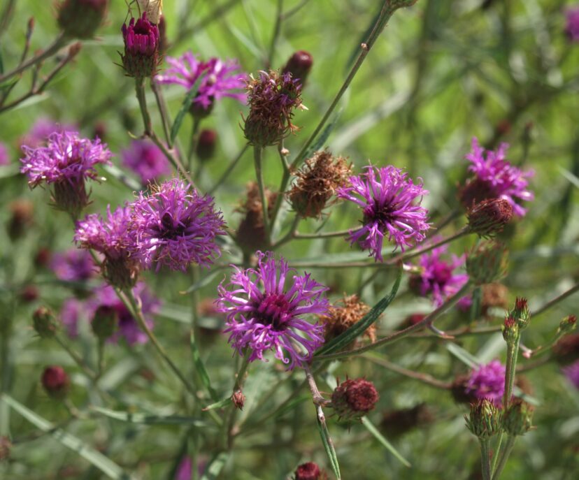 Ironweed | Home & Garden Information Center