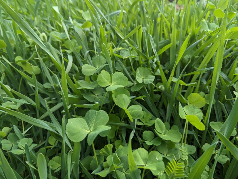 A Lazy Gardener Gets Climate-Smart | Home & Garden Information Center