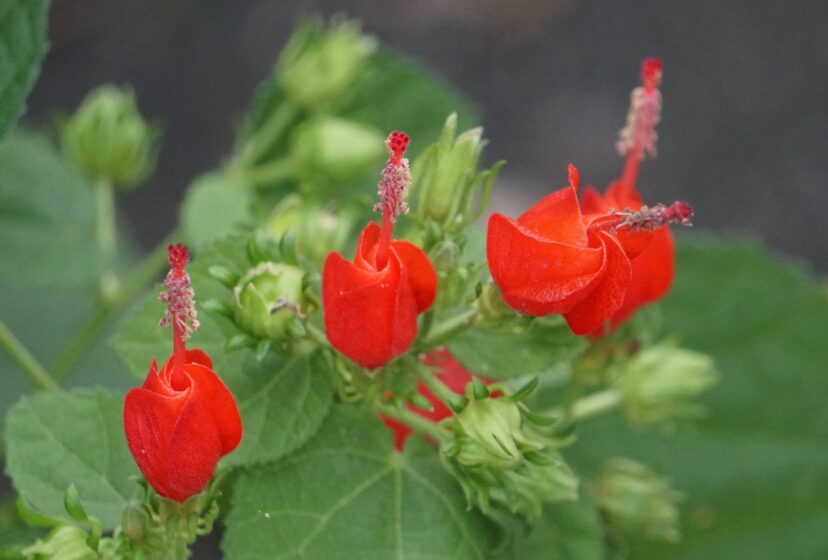 Hummingbird Favorite: Turk’s Cap | Home & Garden Information Center