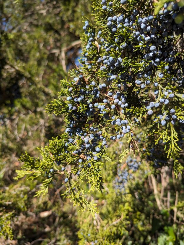 Eastern Red Cedar | Home & Garden Information Center