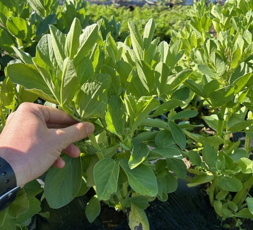 What Is It? Wednesday – Fava Beans | Home & Garden Information Center