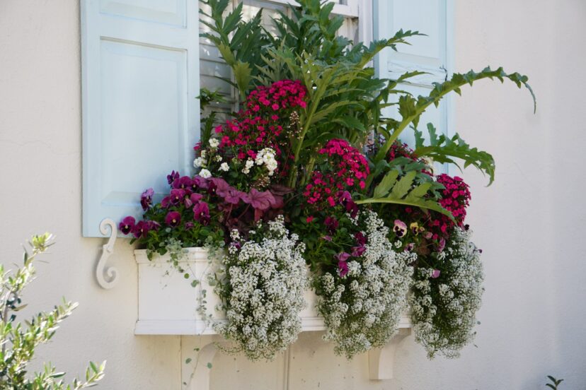 Sweet Alyssum | Home & Garden Information Center