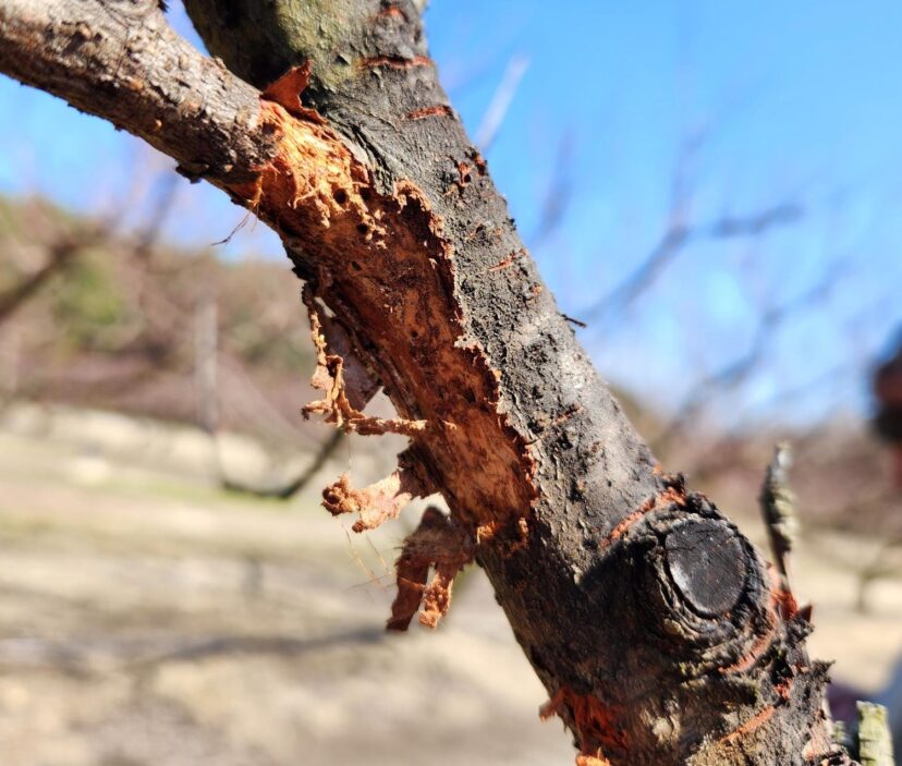 Question of the Week – Shothole borer | Home & Garden Information Center