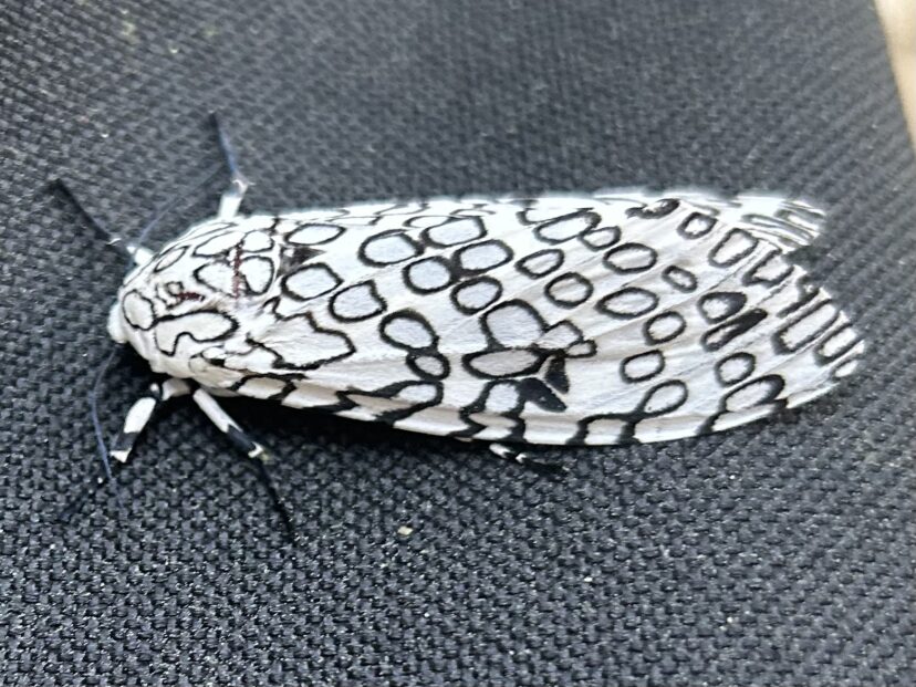 Question of the Week – Giant Leopard Moth | Home & Garden Information ...