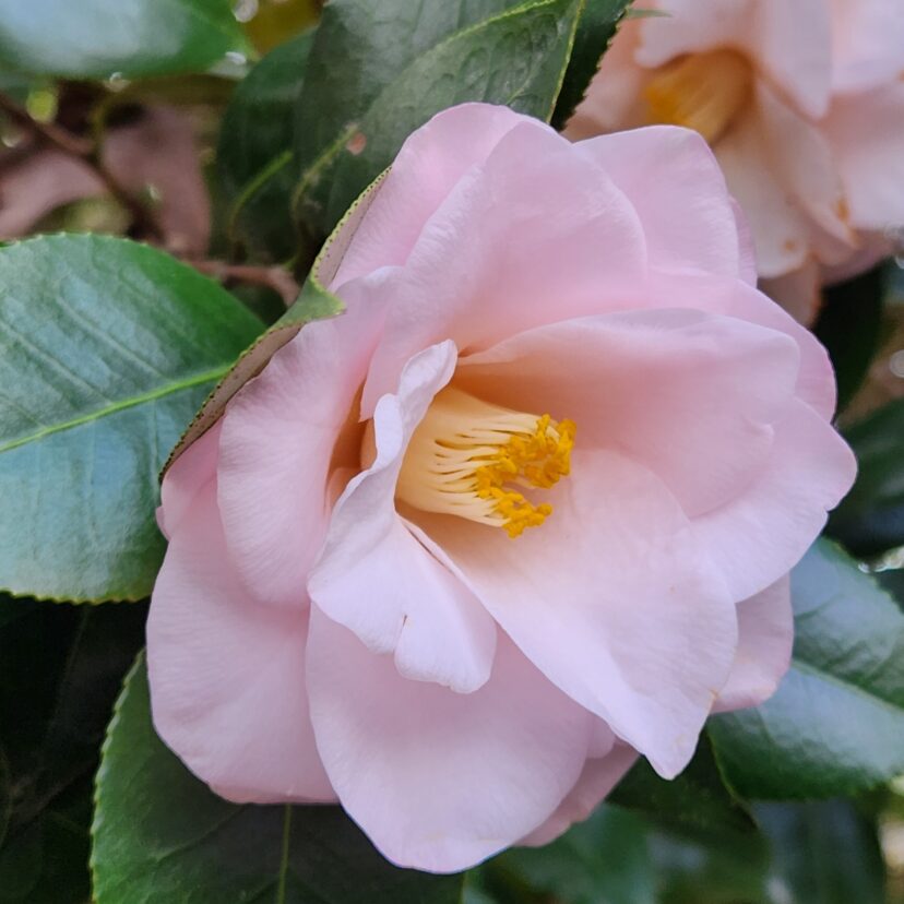 March 04 Week 1 Garden Photos | Home & Garden Information Center