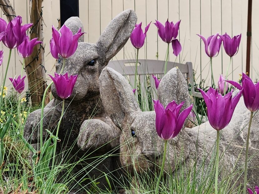 April 15 Week 3 Garden Photos | Home & Garden Information Center