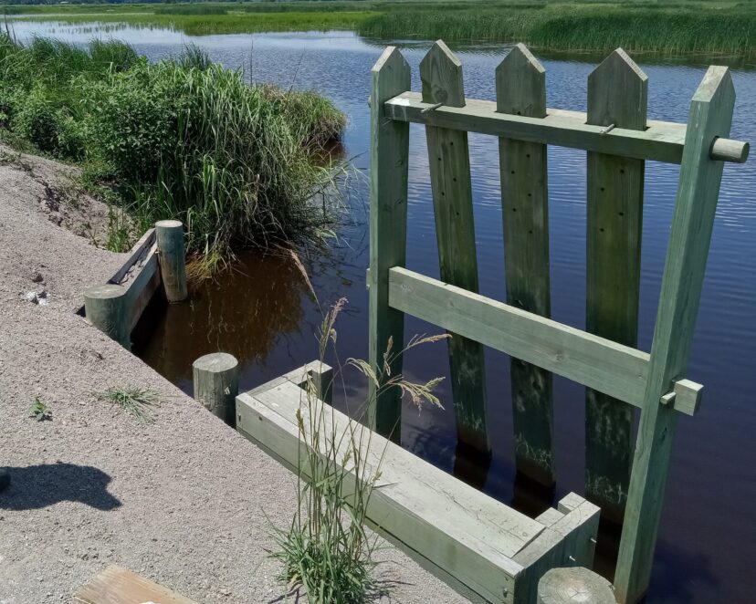 Question of the Week – Rice Trunk | Home & Garden Information Center