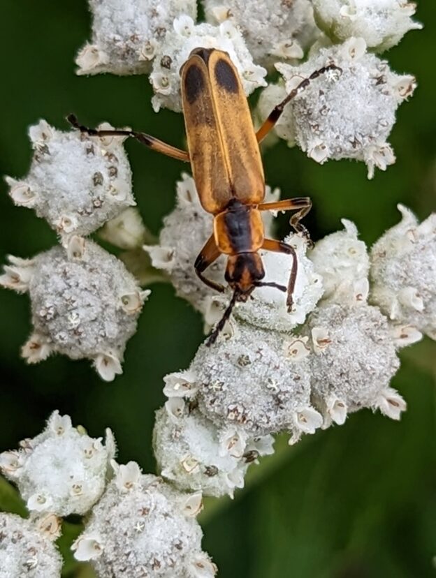 Unsung Pollinator Heroes: Beetles | Home & Garden Information Center