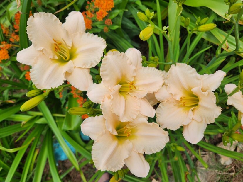 June 17 Week 3 Garden Photos | Home & Garden Information Center