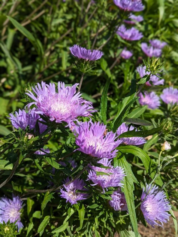 Pollinator Visitors to Stokesia | Home & Garden Information Center