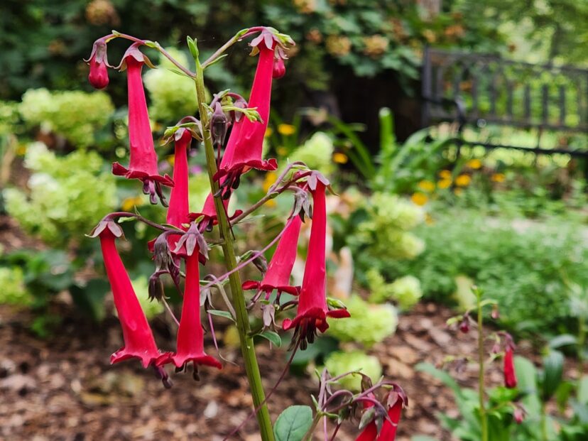 August 12 Week 3 Garden Photos | Home & Garden Information Center