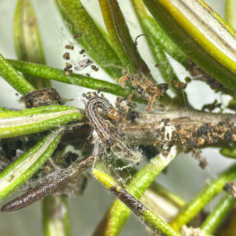 Question of the Week – Southern Purple Mint Moth | Home & Garden ...