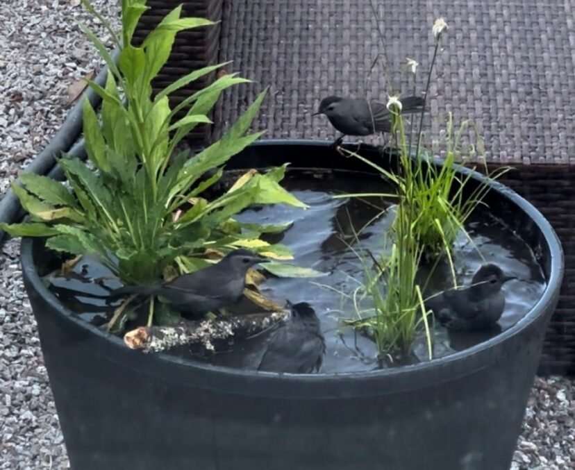 Backyard Wildlife Ponds | Home & Garden Information Center