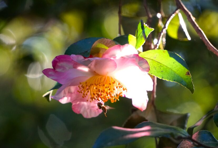 October 21 Week 3 Garden Photos | Home & Garden Information Center