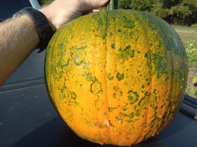 Question of the Week – Virus | Home & Garden Information Center