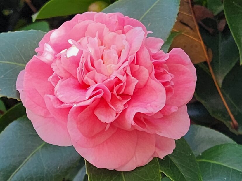 November 18 Week 3 Garden Photos | Home & Garden Information Center