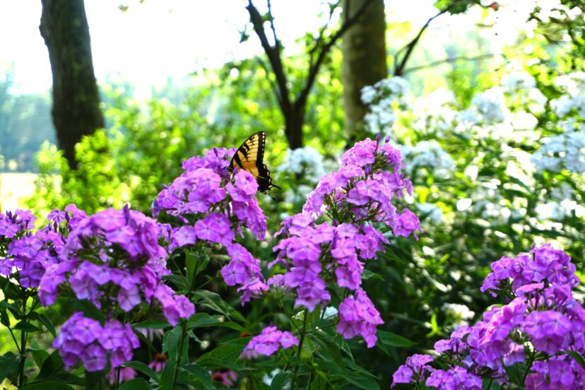 February 17 Week 3 Garden Photos | Home & Garden Information Center