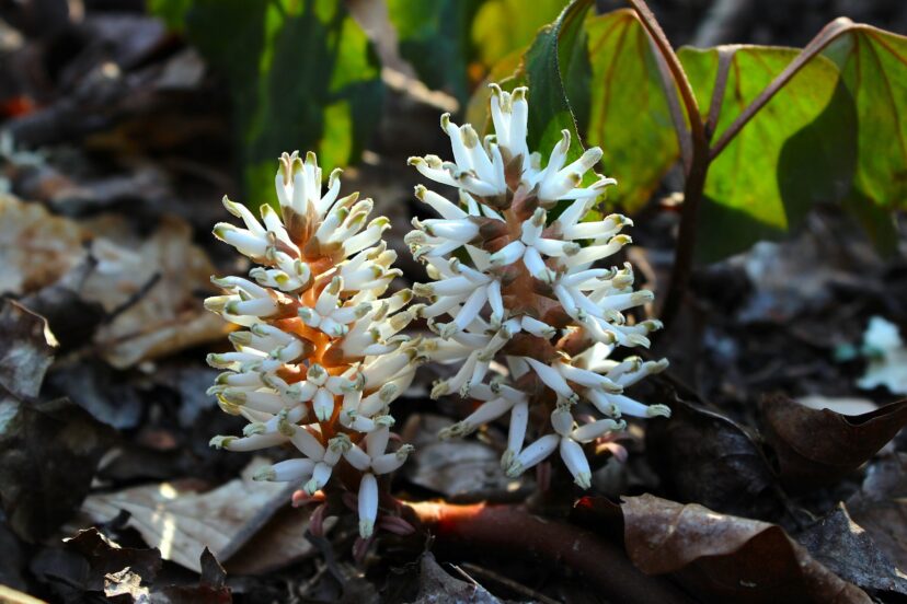 March 24 Week 4 Garden Photos | Home & Garden Information Center