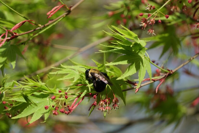 March 31 Week 5 Garden Photos | Home & Garden Information Center