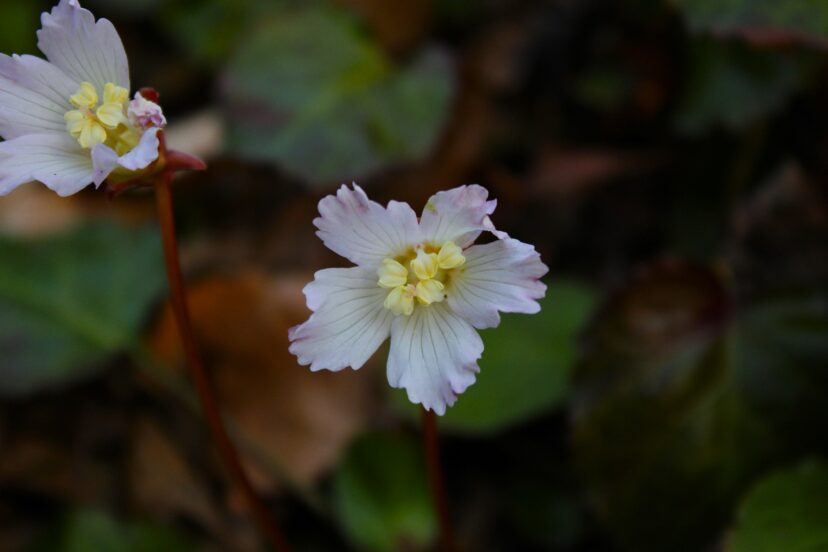 Oconee Bells (Shortia galicifolia): Rare Spring Ephemeral of the ...