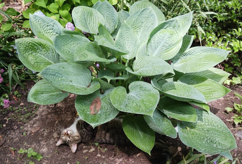 May 19 Week 3 Garden Photos | Home & Garden Information Center