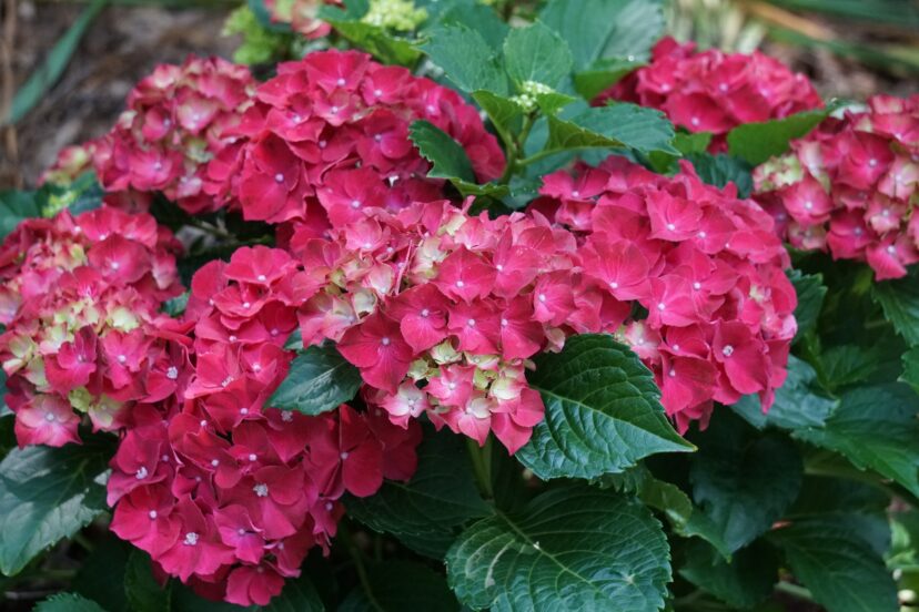 June 2 Week 1 Garden Photos | Home & Garden Information Center