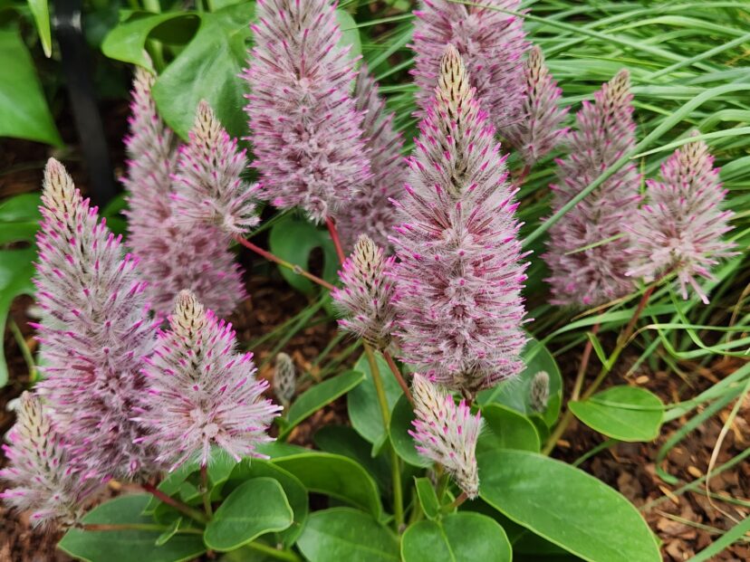 June 30 Week 5 Garden Photos | Home & Garden Information Center