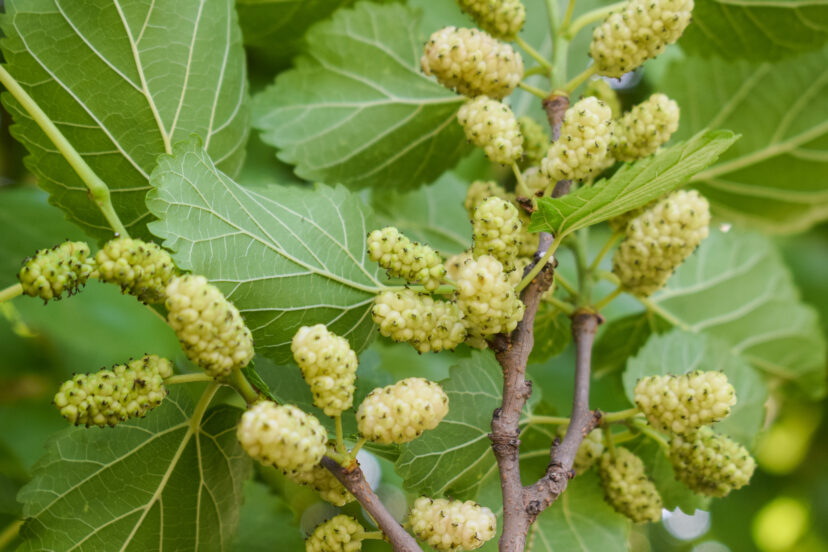 Red vs. White Mulberry (Morus rubra vs. Morus alba) in South Carolina ...