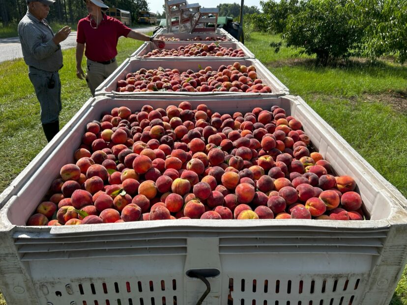 Peaches: The Story of South Carolina’s Non-native State Fruit | Home ...