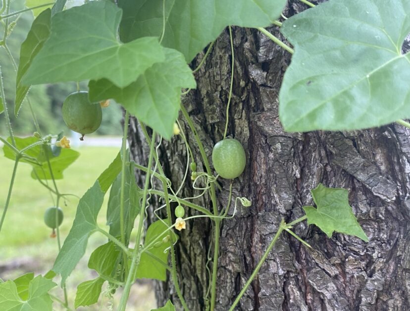 Question of the Week – Creeping Cucumber | Home & Garden Information Center