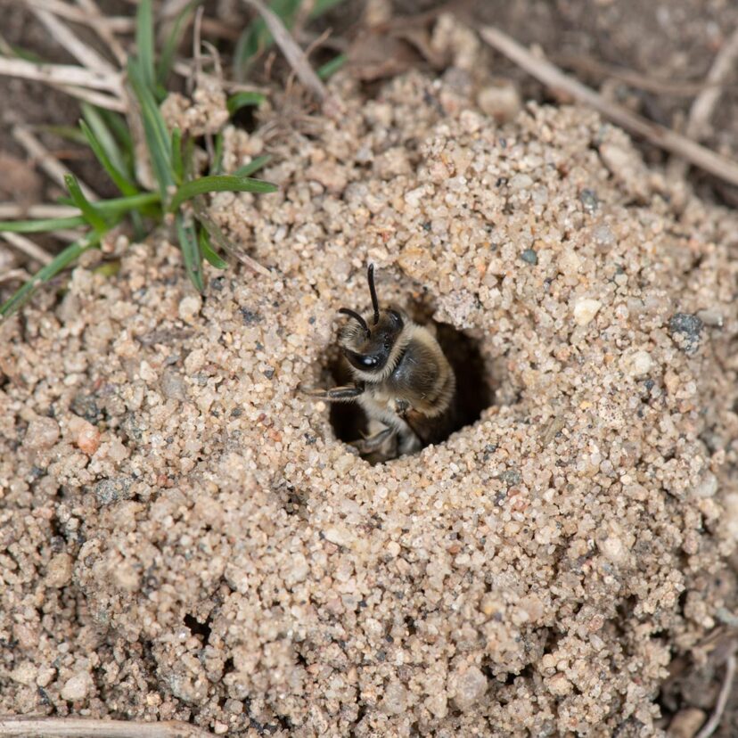 Gardening for Native Bees: Creating Safe Habitats in Your Backyard ...