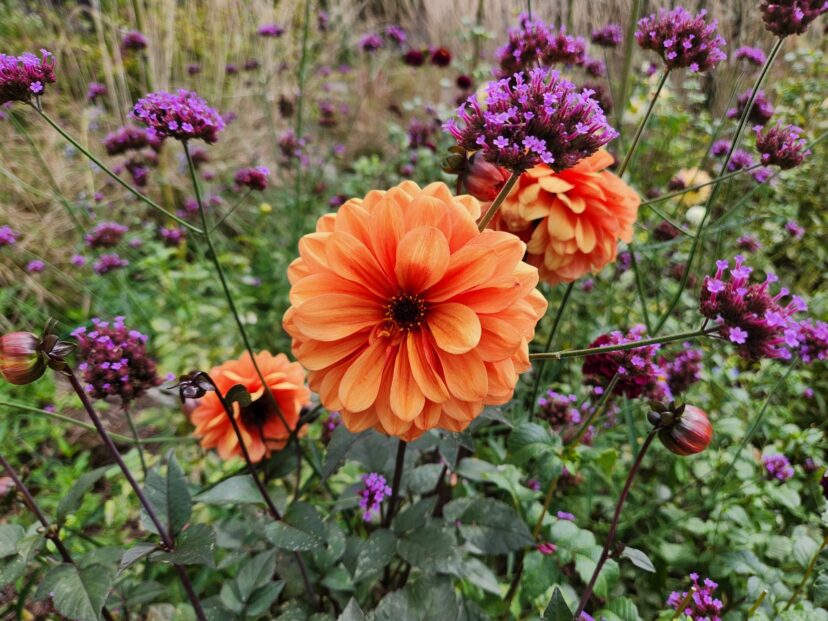 October 12 Week 2 Garden Photos | Home & Garden Information Center