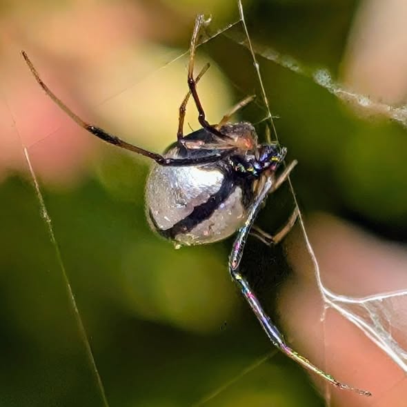 A Dew Drop Spider (Argyrodes sp.) in the Web: A Tiny Spider With a Big ...