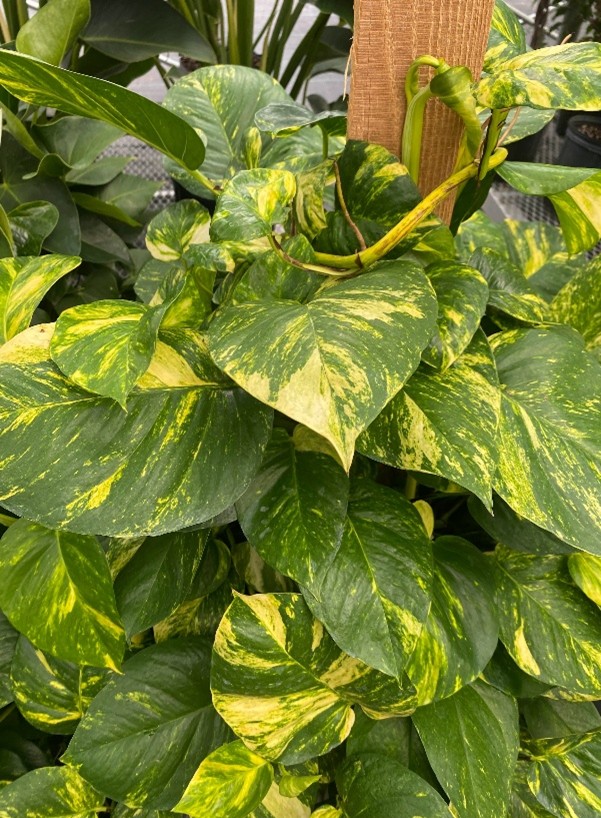 How to Grow Pothos Indoors (Epipremnum spp.): Care, Cultivars, and ...