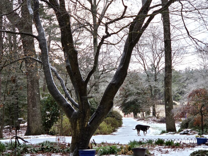 January 26 Week 4 Garden Photos | Home & Garden Information Center